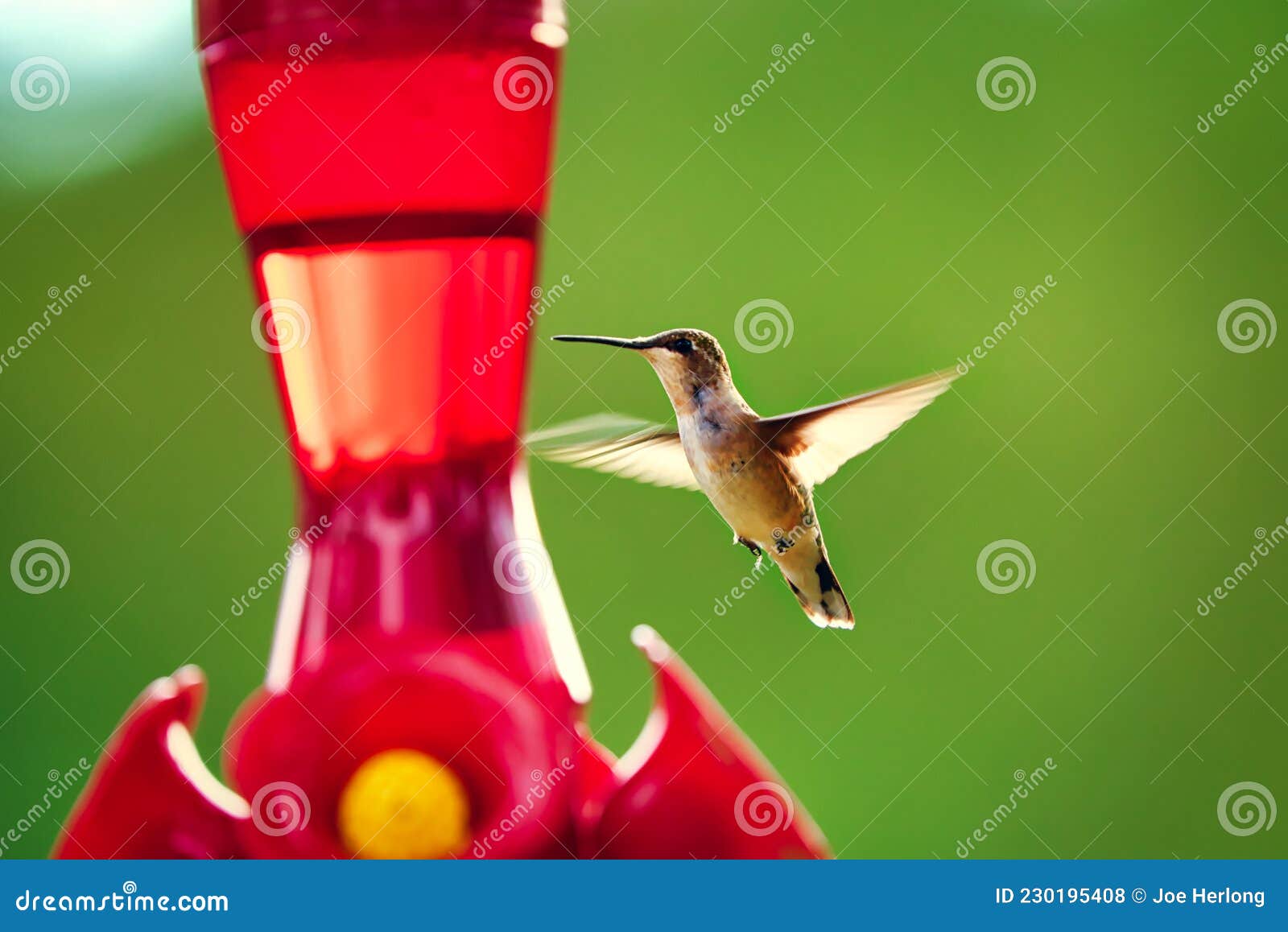 A hummingbird in flight. stock photo. Image of feeder - 230195408