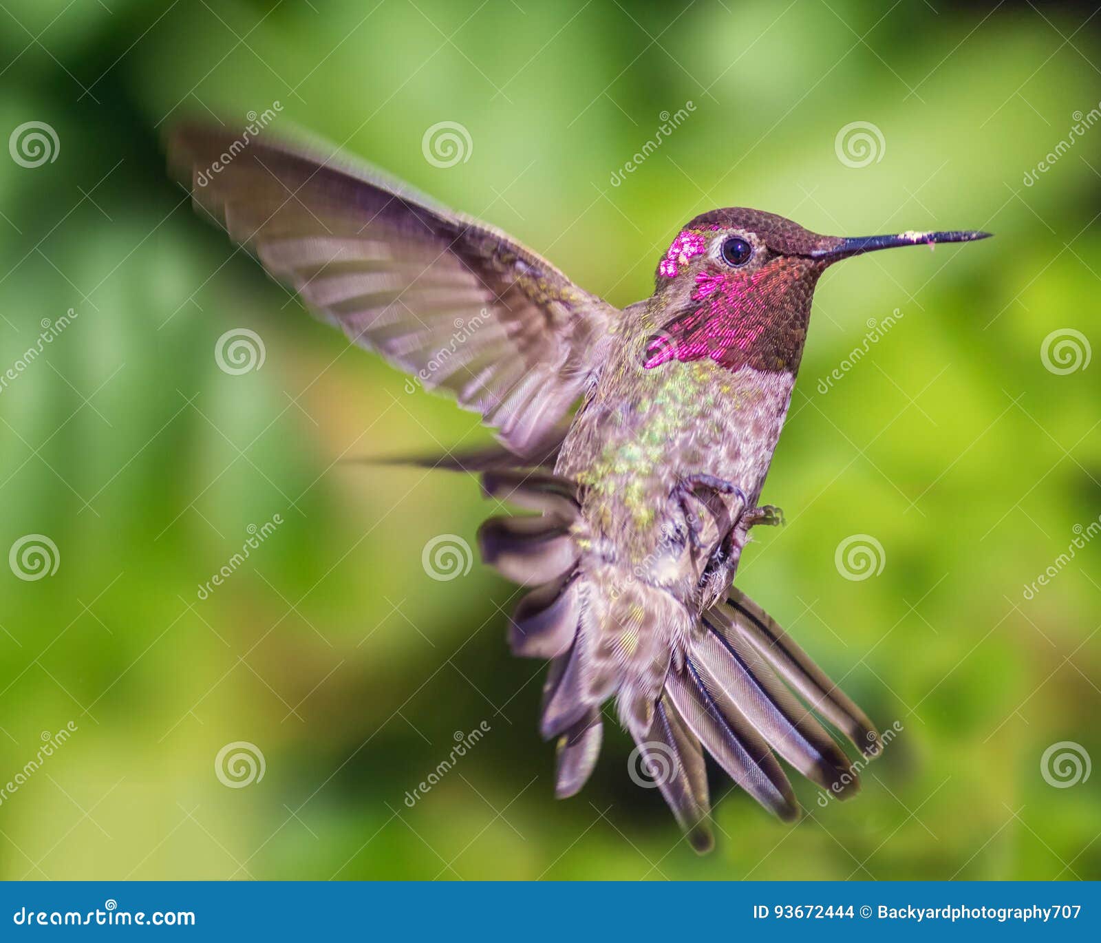 Hummingbird in Flight, Color Image, Day Stock Photo - Image of flying ...