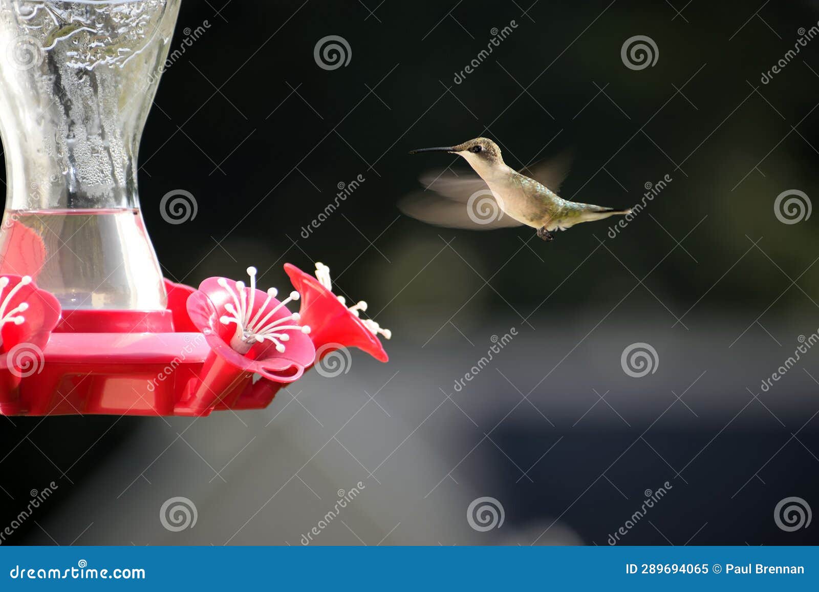 Hummingbird in Flight at Feeder Stock Image - Image of animal ...