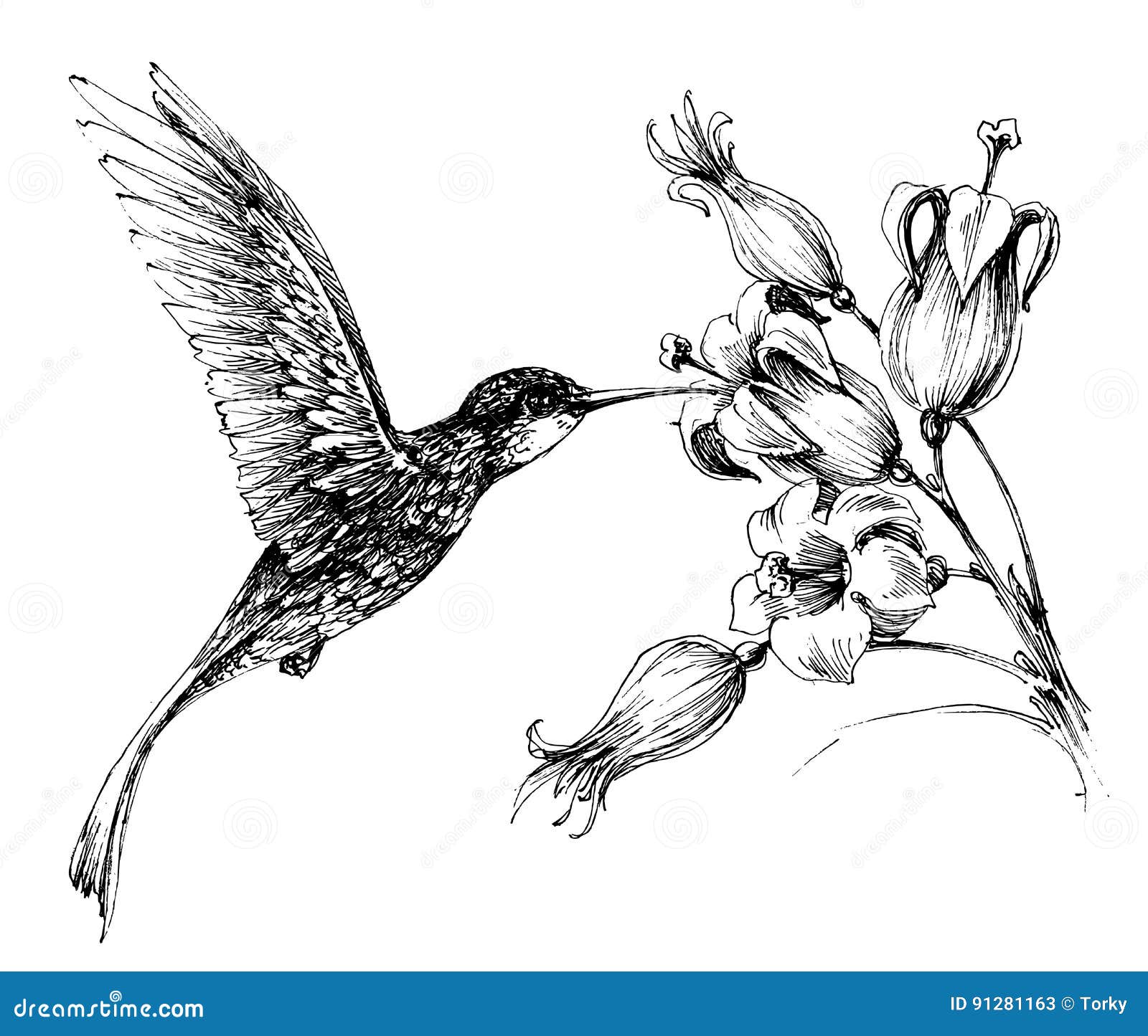 Hummingbird Stock Illustrations – 7,098 Hummingbird Stock Illustrations ...