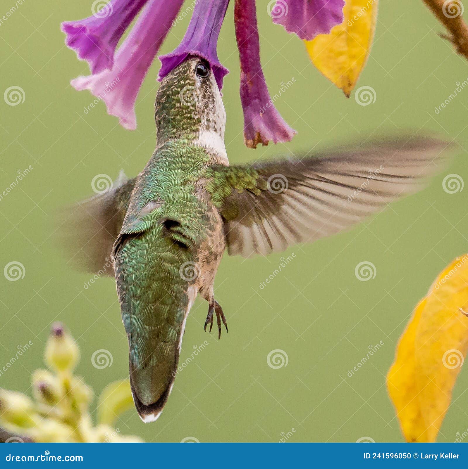Hummingbird in Flight and a Flower Stock Photo - Image of trumpet ...