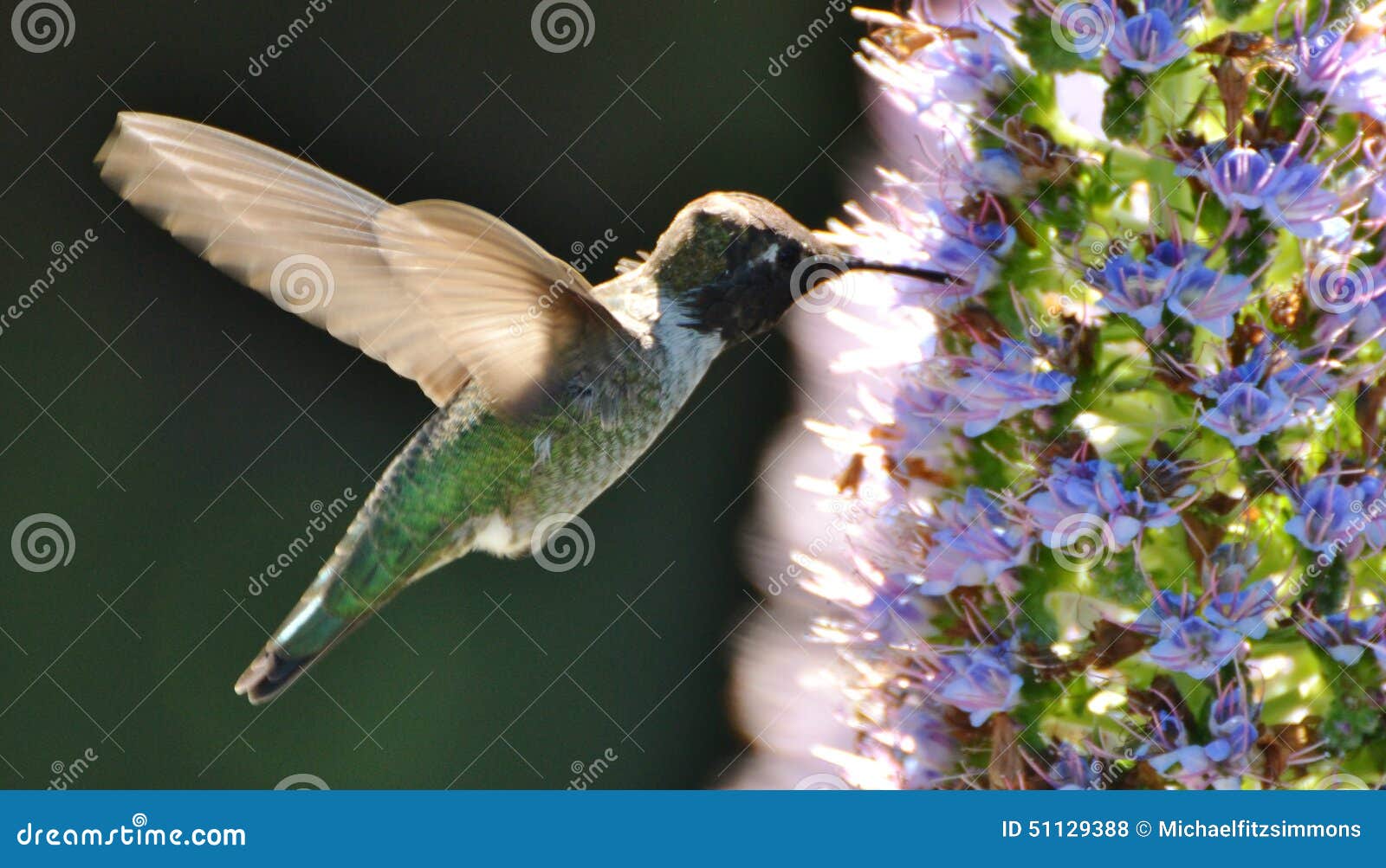 Hummingbird in Flight stock photo. Image of purple, eats - 51129388