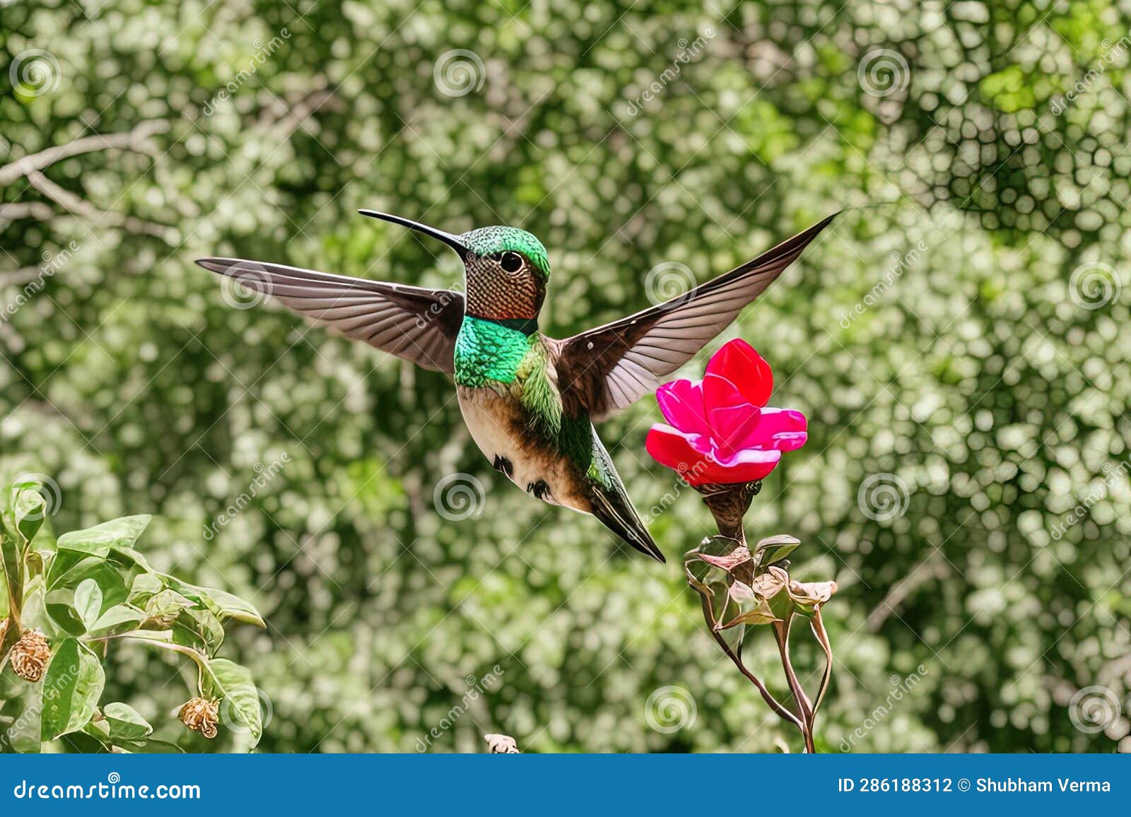 Hummingbird in Flight, Hummingbird Flying in a Flower Stock ...