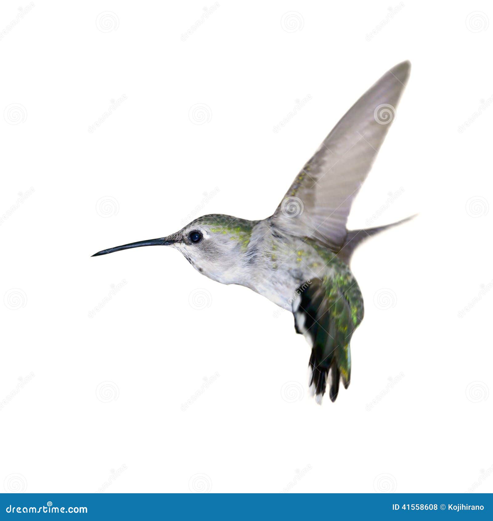 Hummingbird in Flight stock photo. Image of action, flying - 41558608