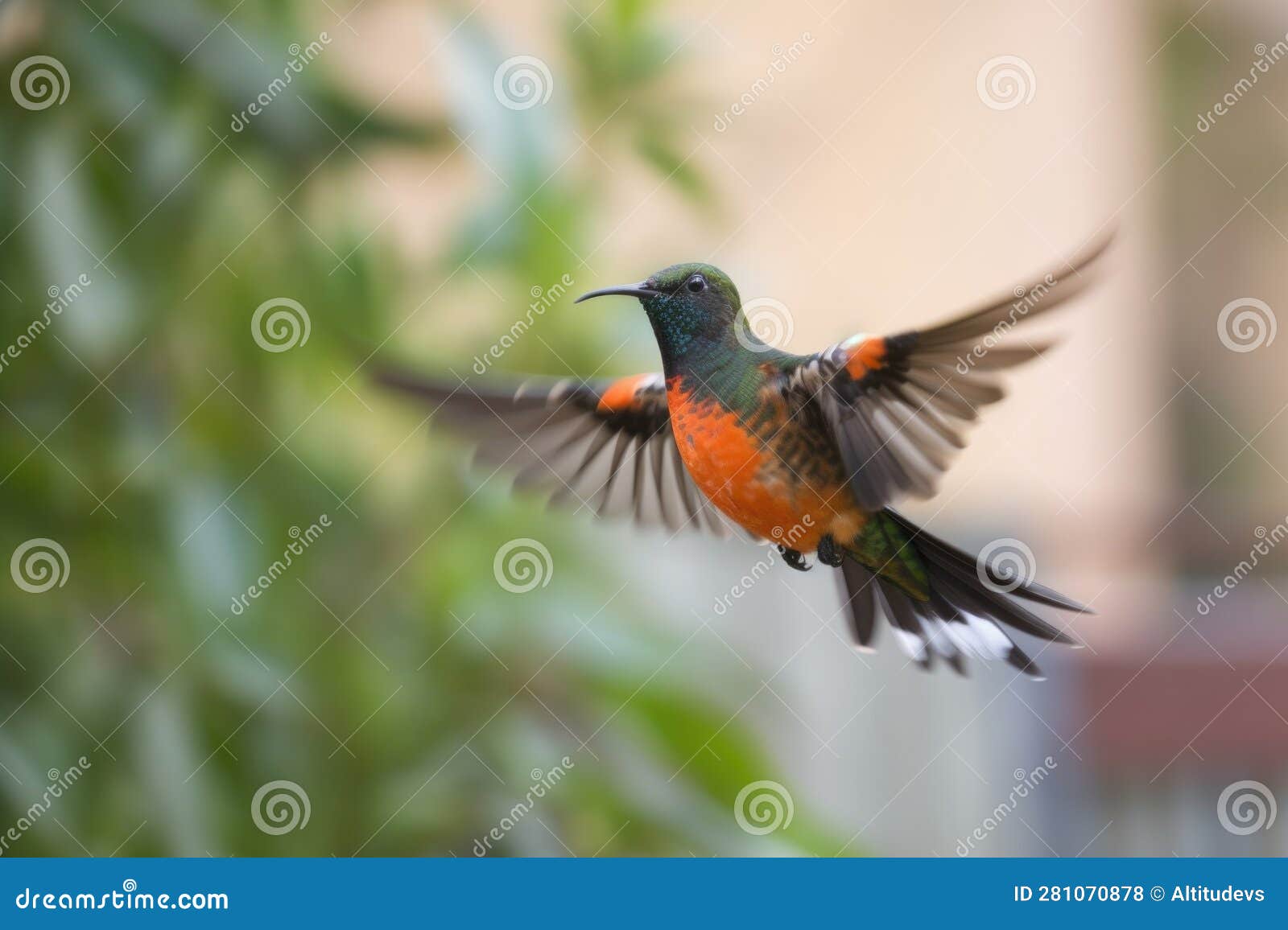 Hummingbird in Flight, Its Wings a Blur Stock Illustration ...