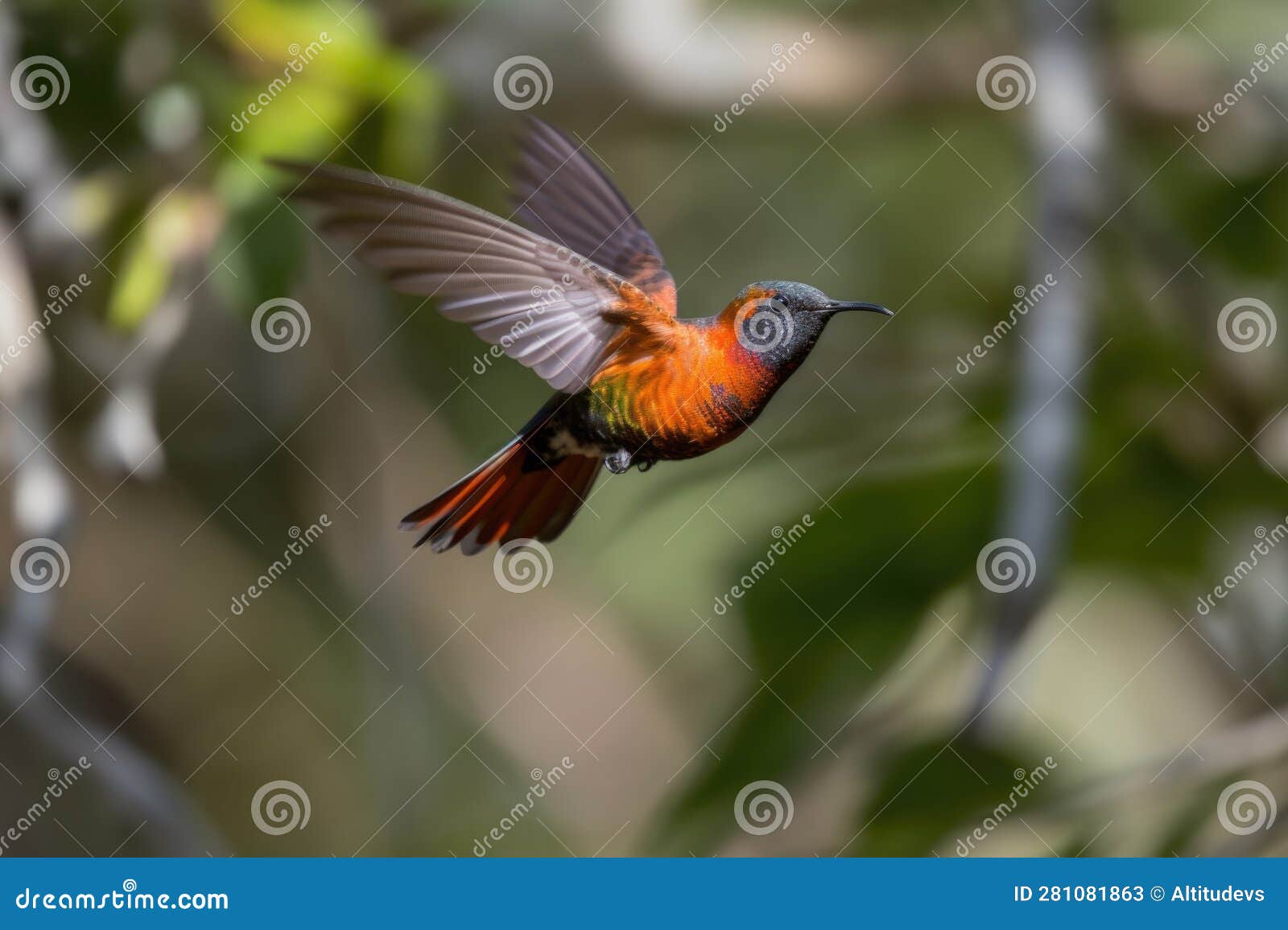 Hummingbird in Flight, Its Wings a Blur Stock Illustration ...