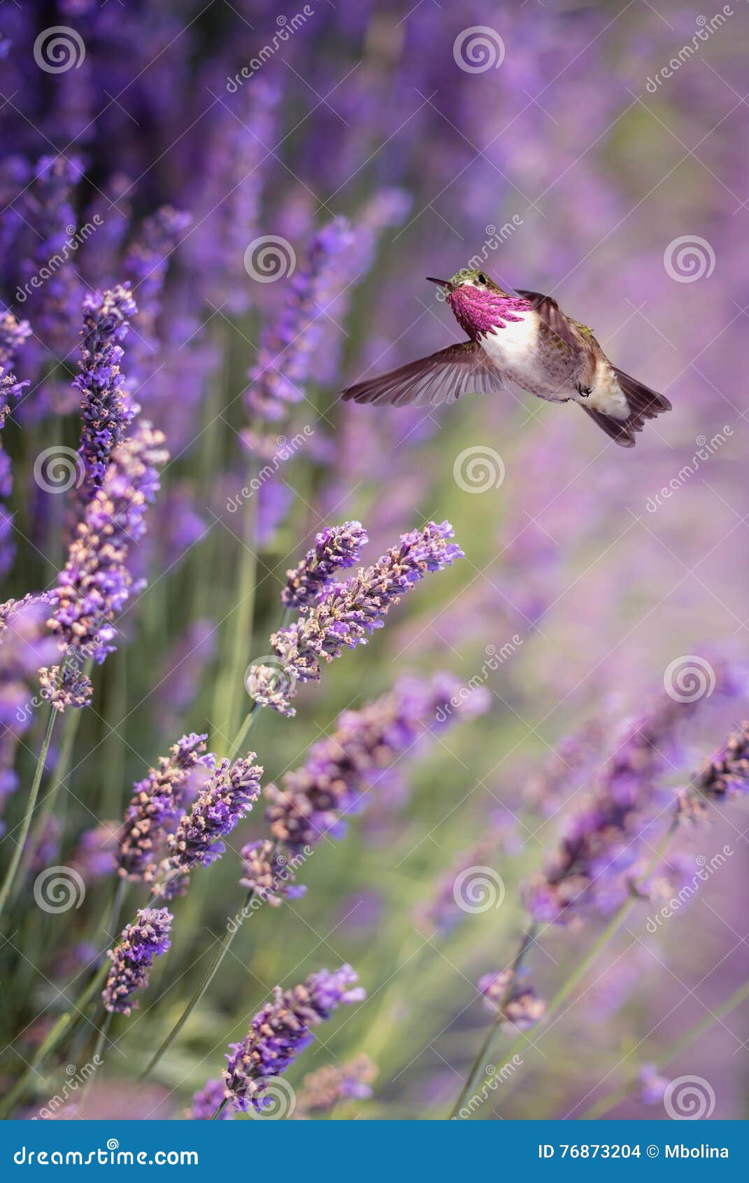 Hummingbird in Flight with Lavender Flowers Stock Photo - Image of ...