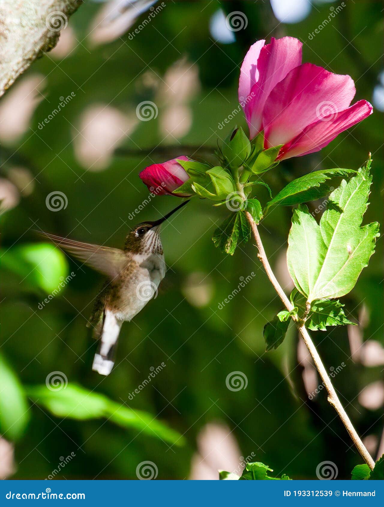 Hummingbird in Flight Nectaring on Rose of Sharon Blosssom Stock Image ...