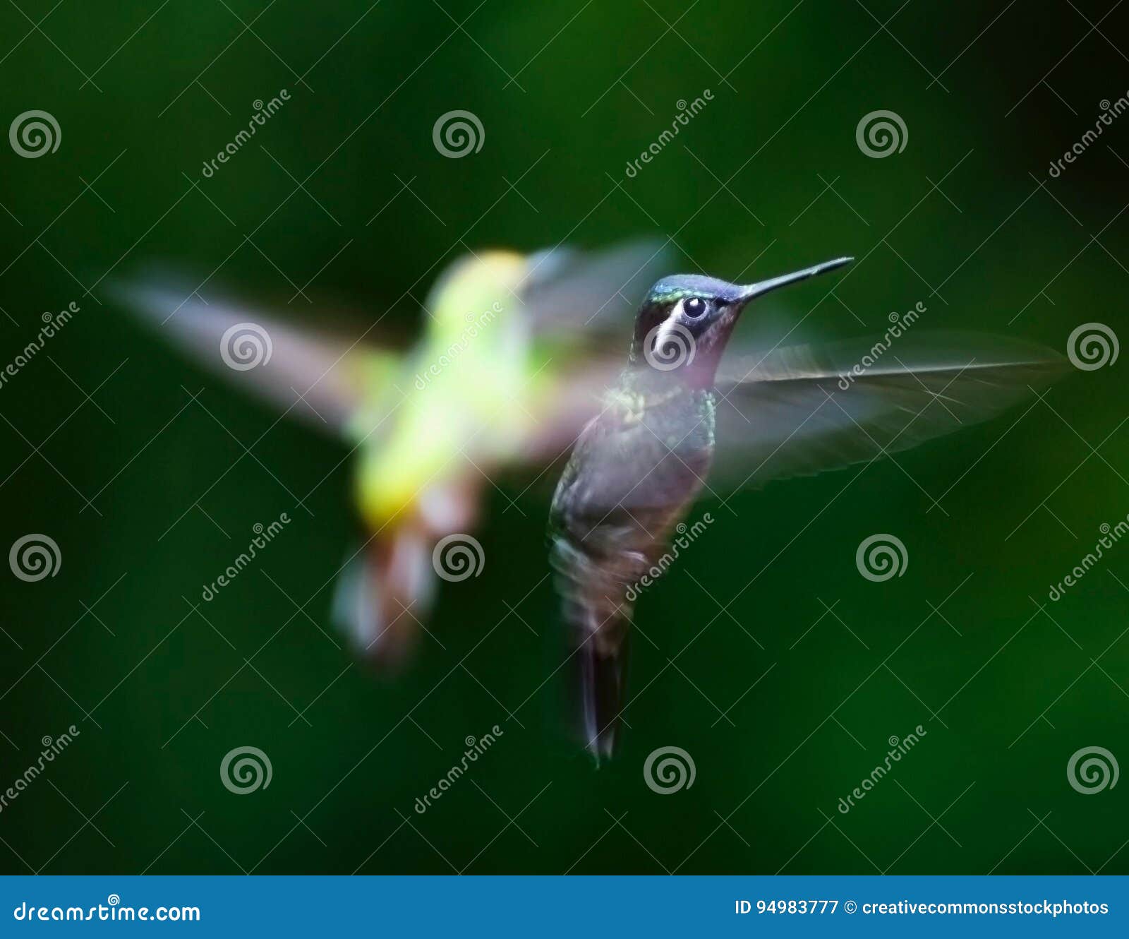 Hummingbird In Flight Picture. Image: 94983777