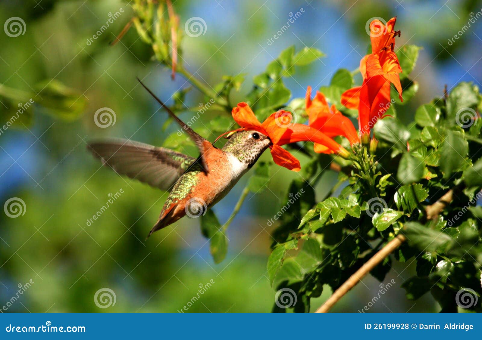 Hummingbird and flower stock photo. Image of wild, closeup - 26199928