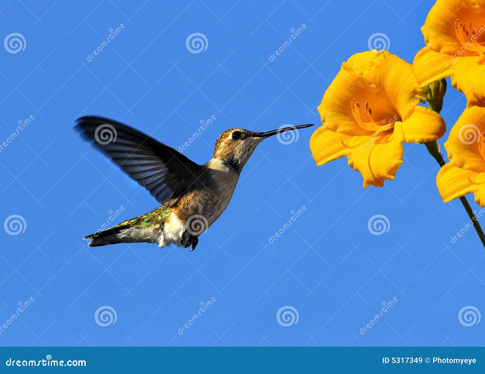Hummingbird and flower stock image. Image of nature, ruby - 5317349