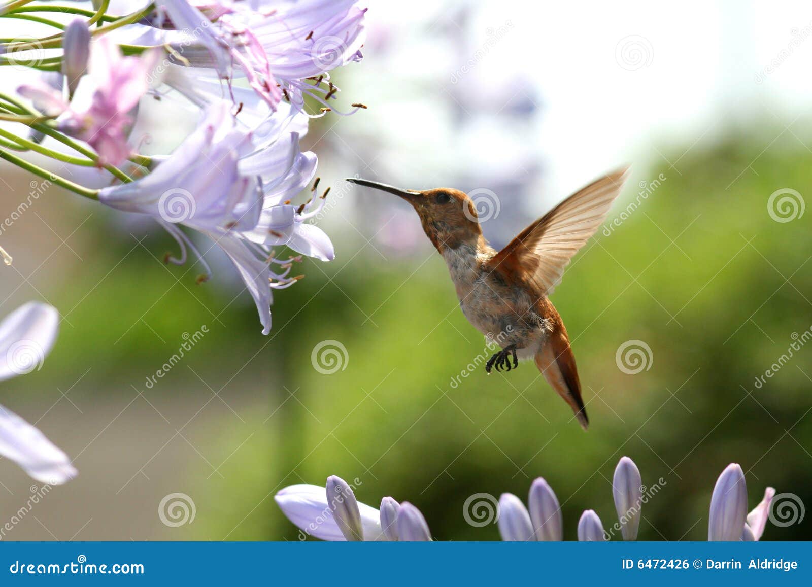 Hummingbird with flower stock photo. Image of creature - 6472426