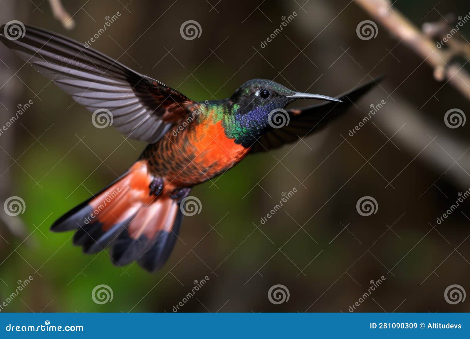 Hummingbird Fluttering and Hovering in Mid-air, Testing Its Wings Stock ...
