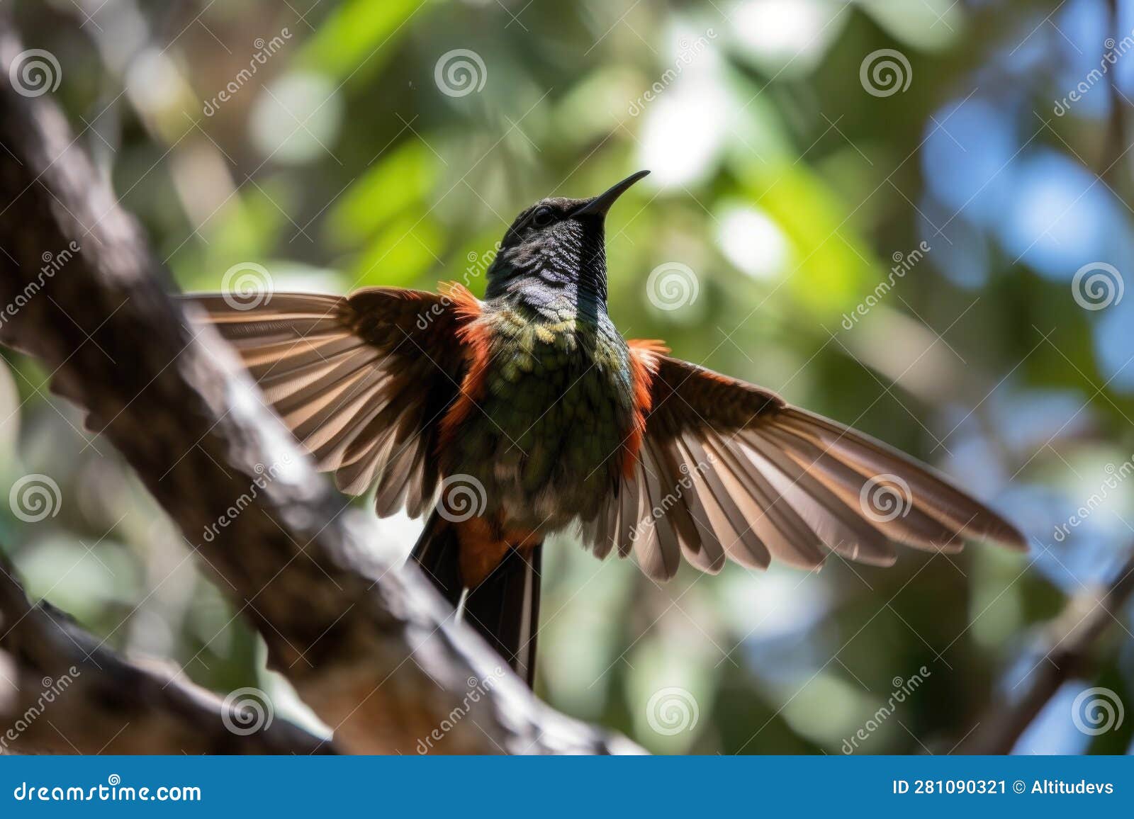 Hummingbird Learning To Hover In Mid-air By Flapping Its Wings Royalty ...