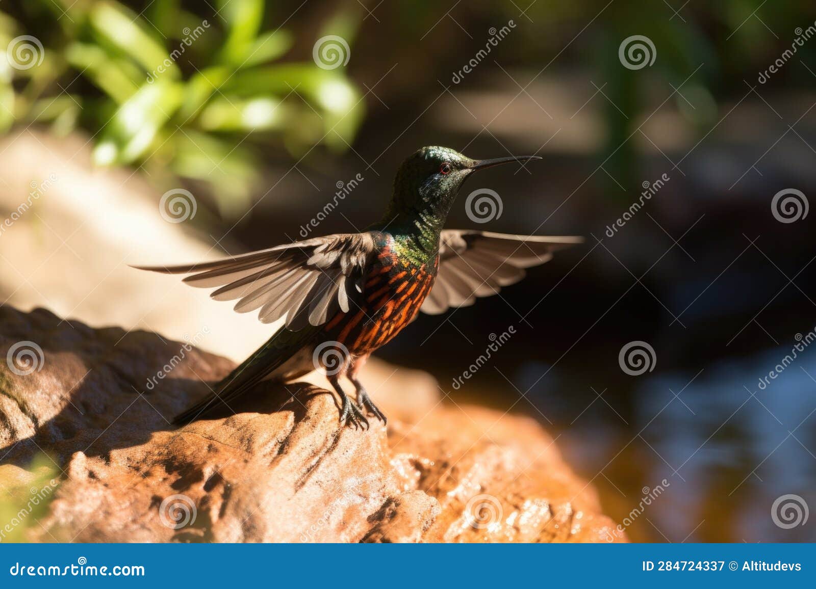 Hummingbird Learning To Hover In Mid-air By Flapping Its Wings Royalty ...