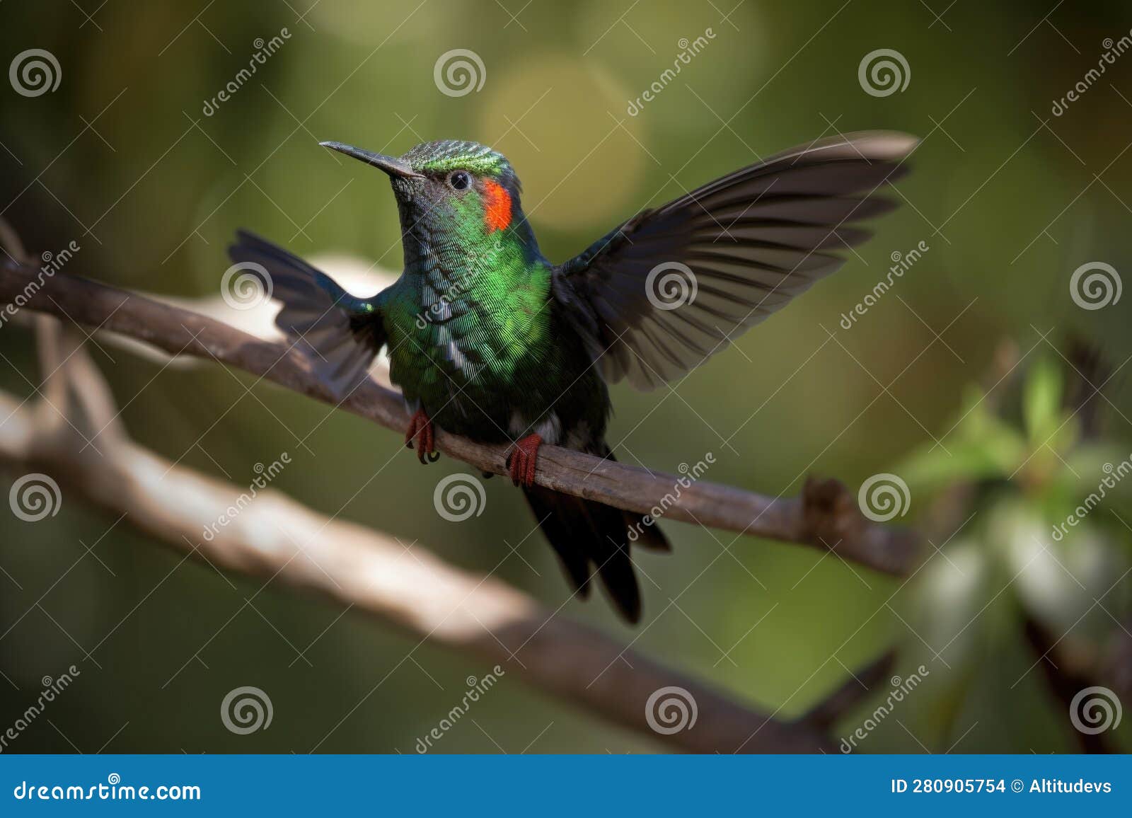 Hummingbird Fluttering Its Wings in the Wind, Gaining Strength for ...
