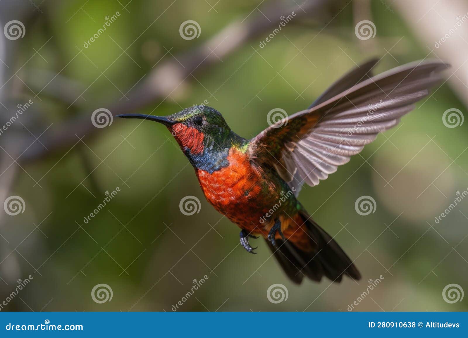 Hummingbird Fluttering in the Wind, Learning To Fly Stock Illustration ...