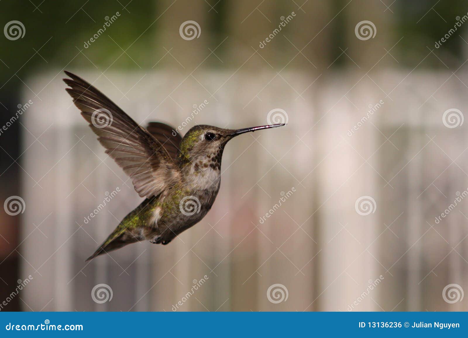 Hummingbird Flying stock photo. Image of hummingbird - 13136236