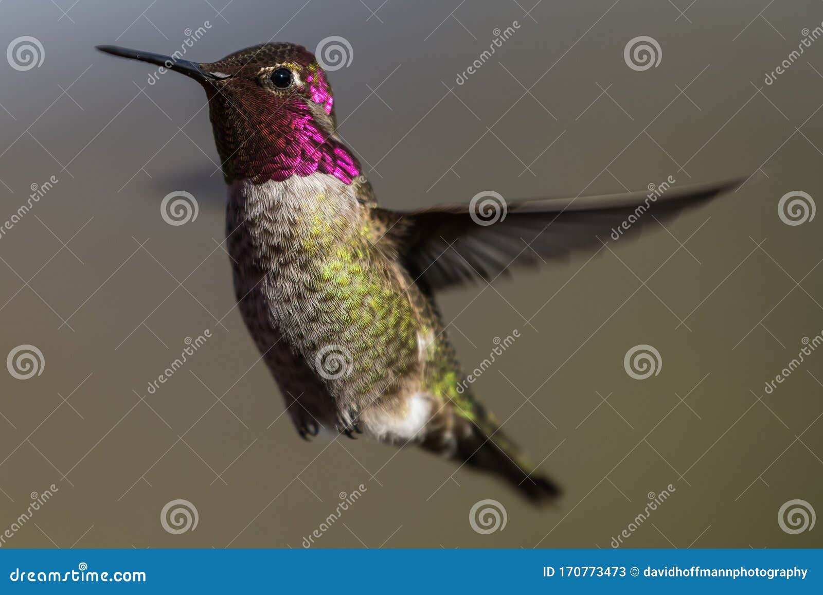 Hummingbird Flying, Flapping Its Wings in Flight Stock Image - Image of ...