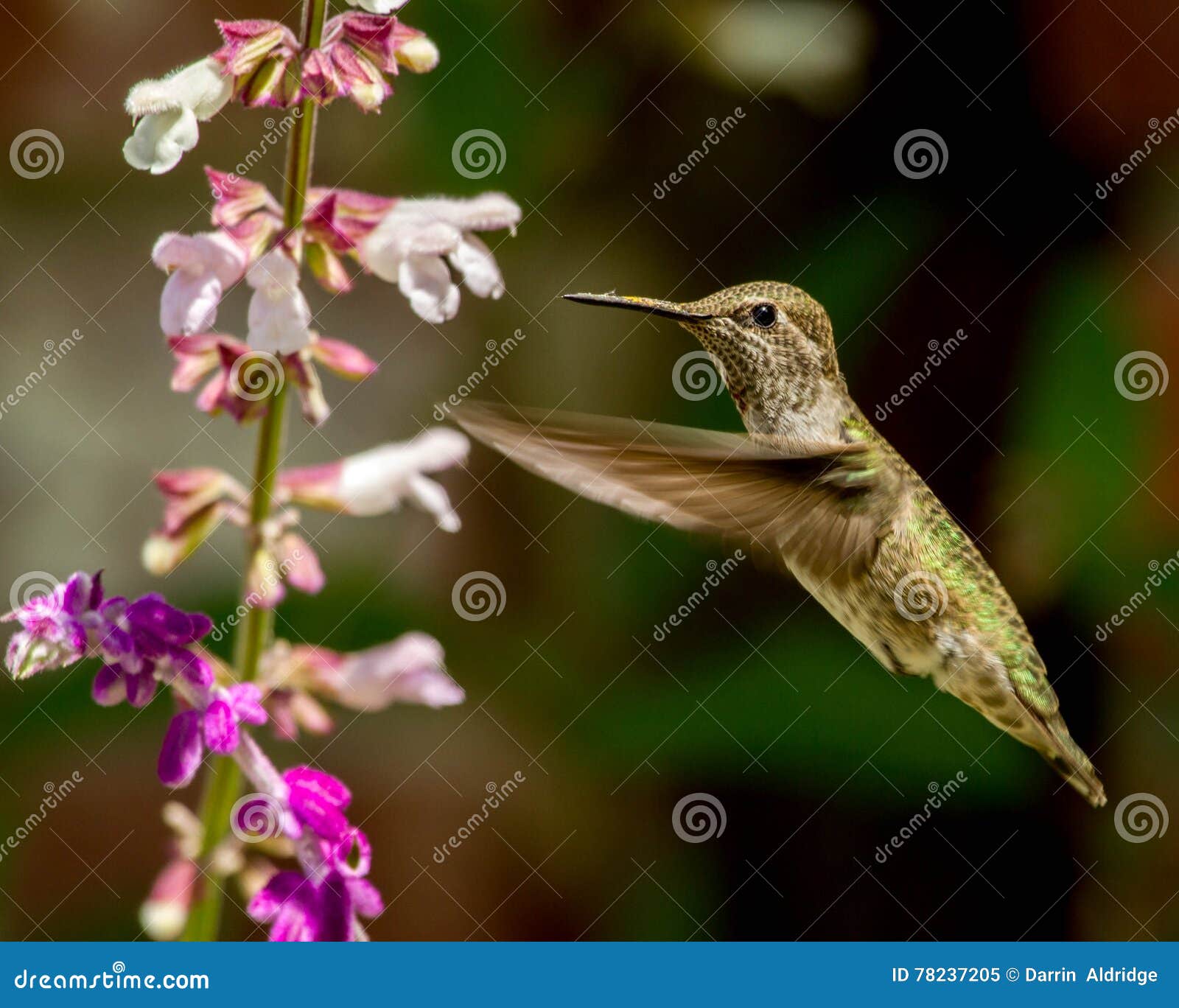 Hummingbird Flying with Flowers Stock Image - Image of begins, flaps ...
