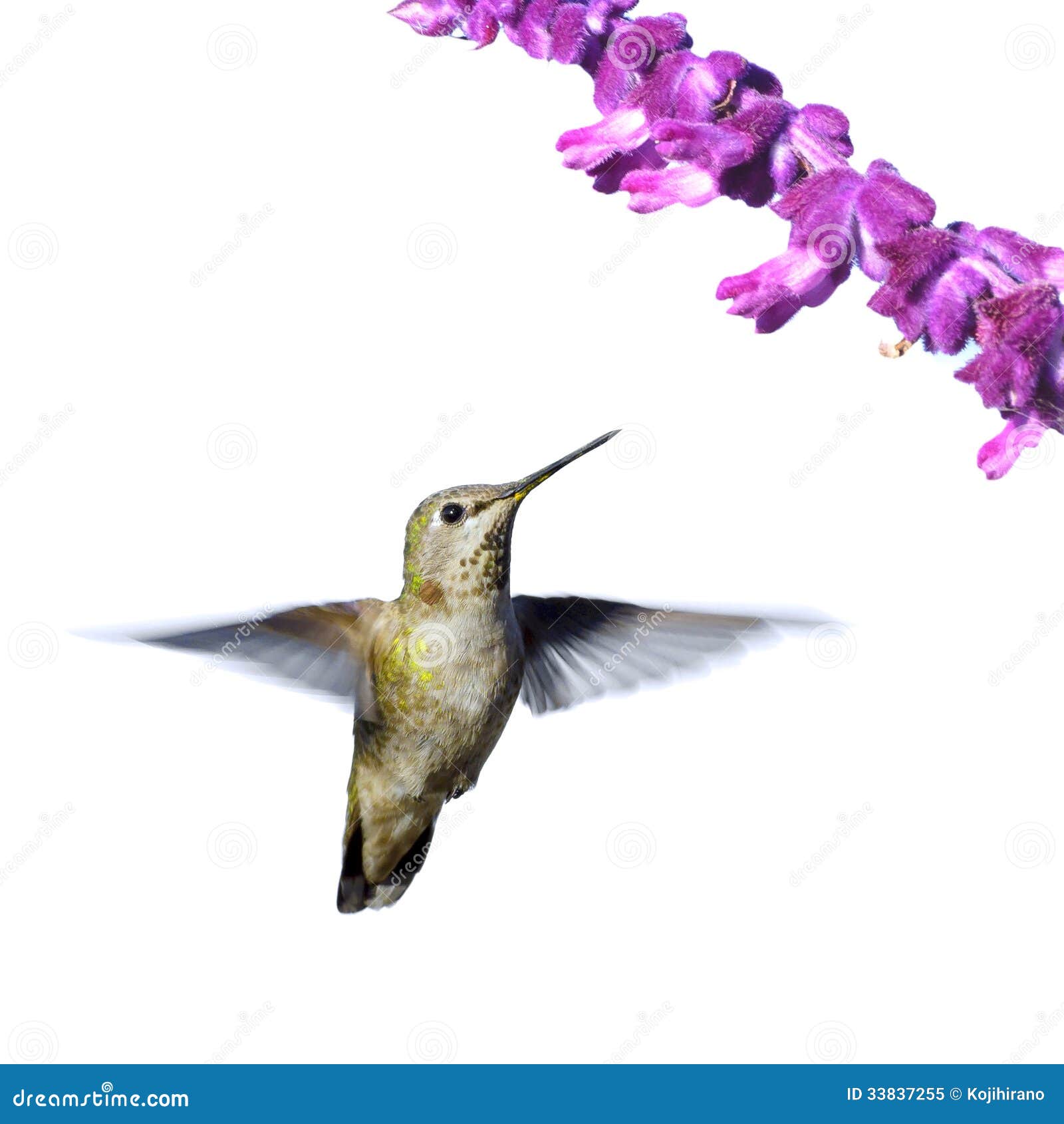 Hummingbird stock image. Image of small, flying, action - 33837255