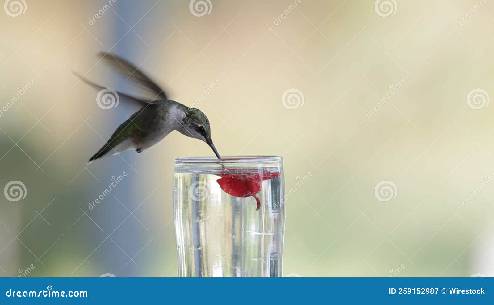 Hummingbird Flying Over Glass Full of Water Stock Video - Video of bird ...