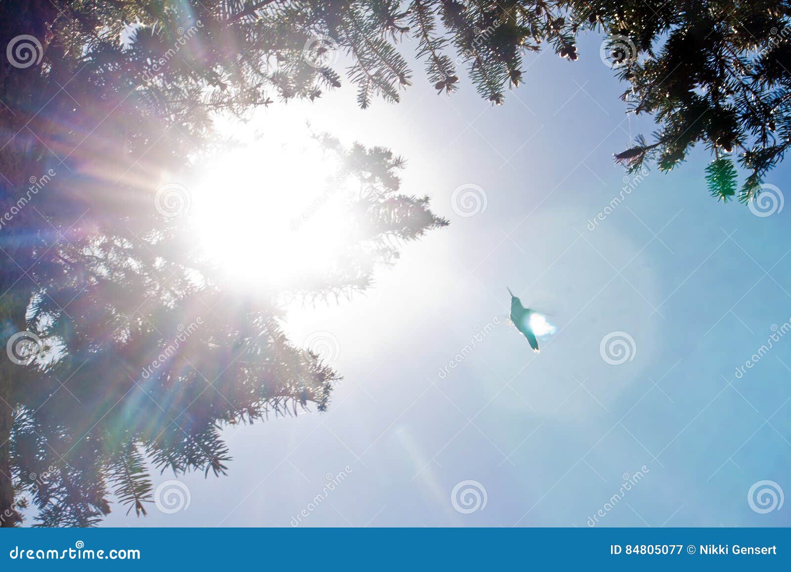 Hummingbird Flying into Sun/Flare Stock Image - Image of nature ...