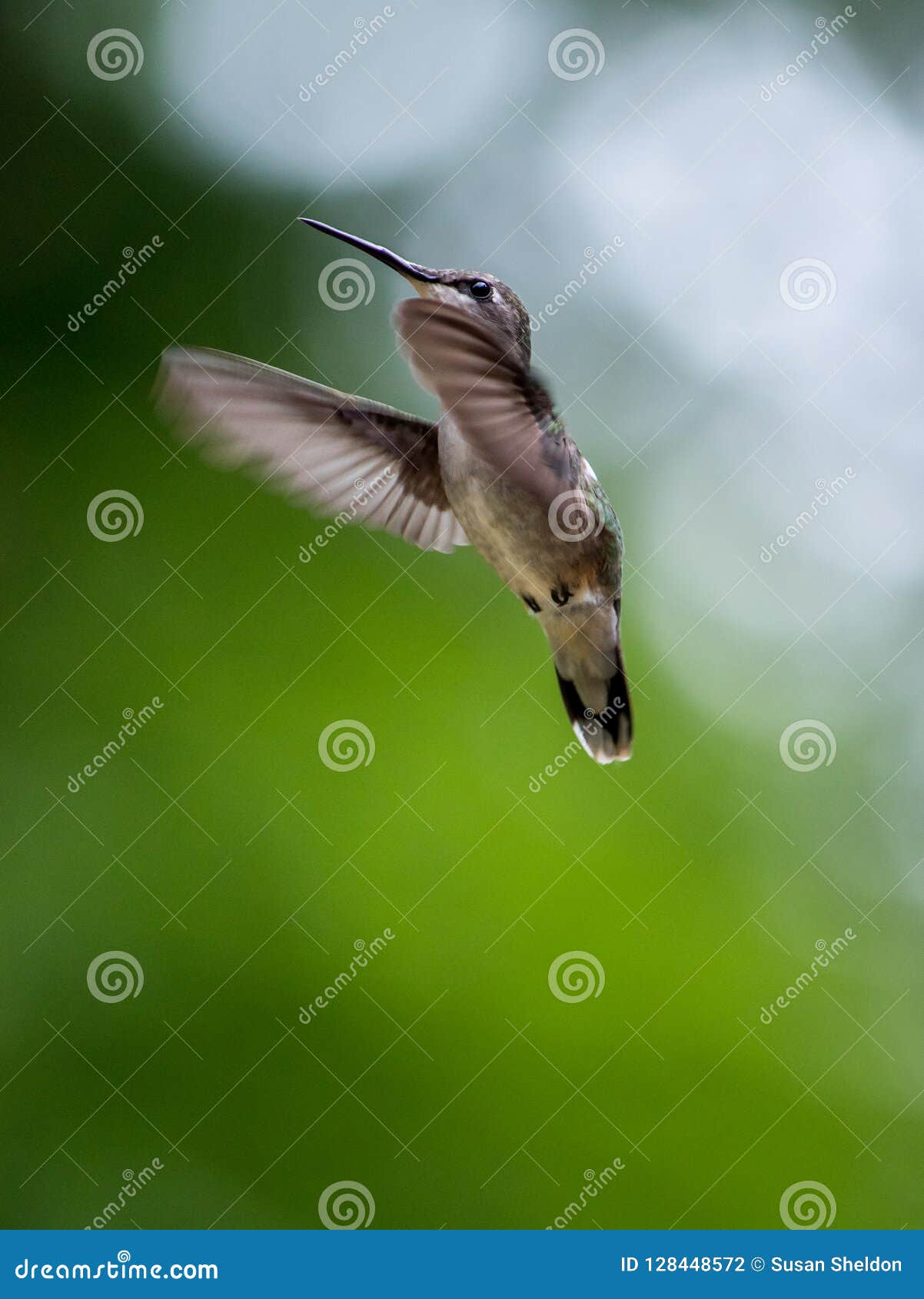 Hummingbird Flying, Flapping Its Wings In Flight Stock Photography ...