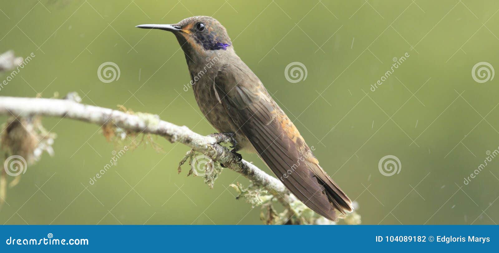 Hummingbird in the forest stock photo. Image of environment - 104089182