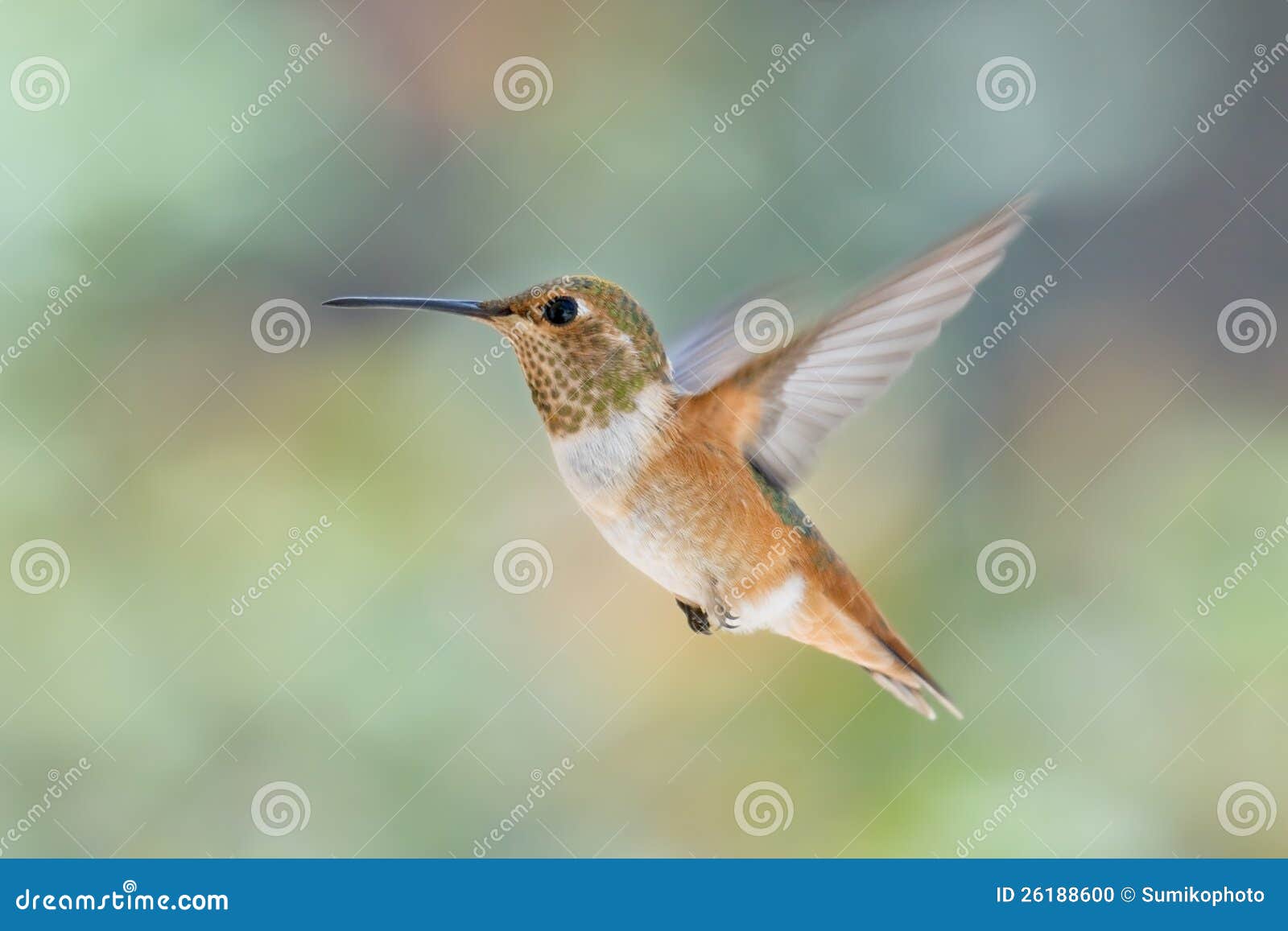 Hummingbird in Fright stock photo. Image of nature, backyard - 26188600