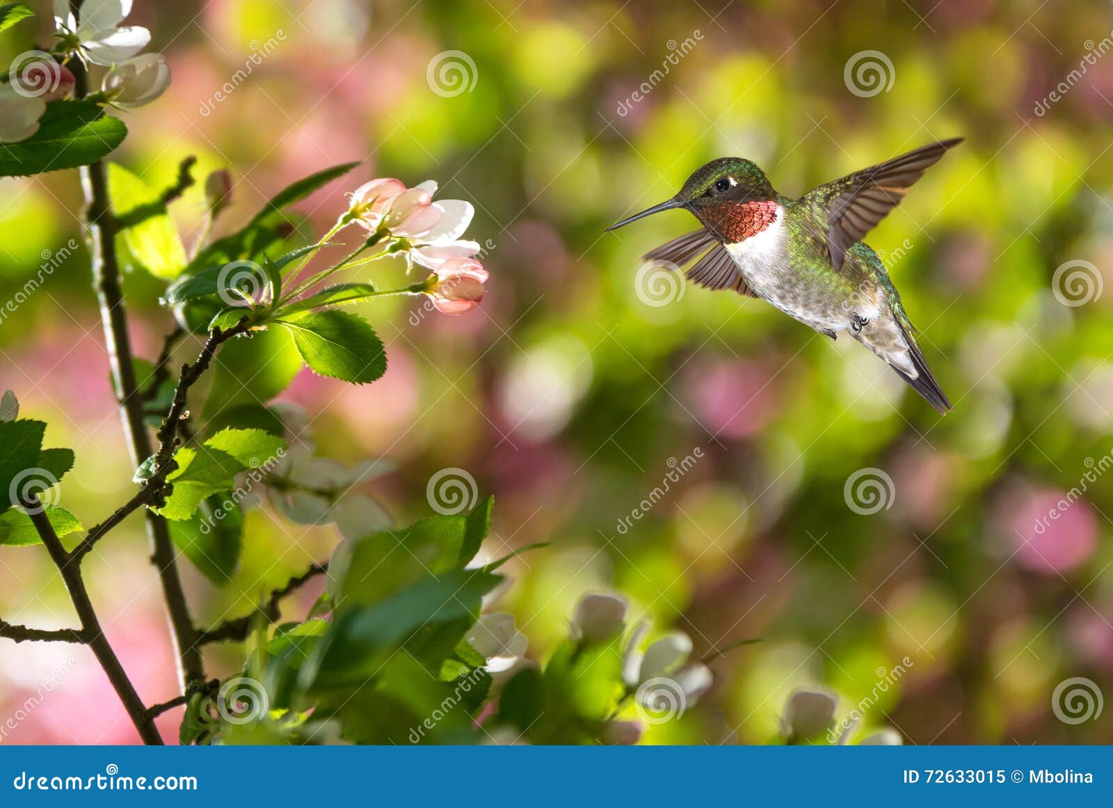 Hummingbird in the garden stock image. Image of dynamic - 72633015