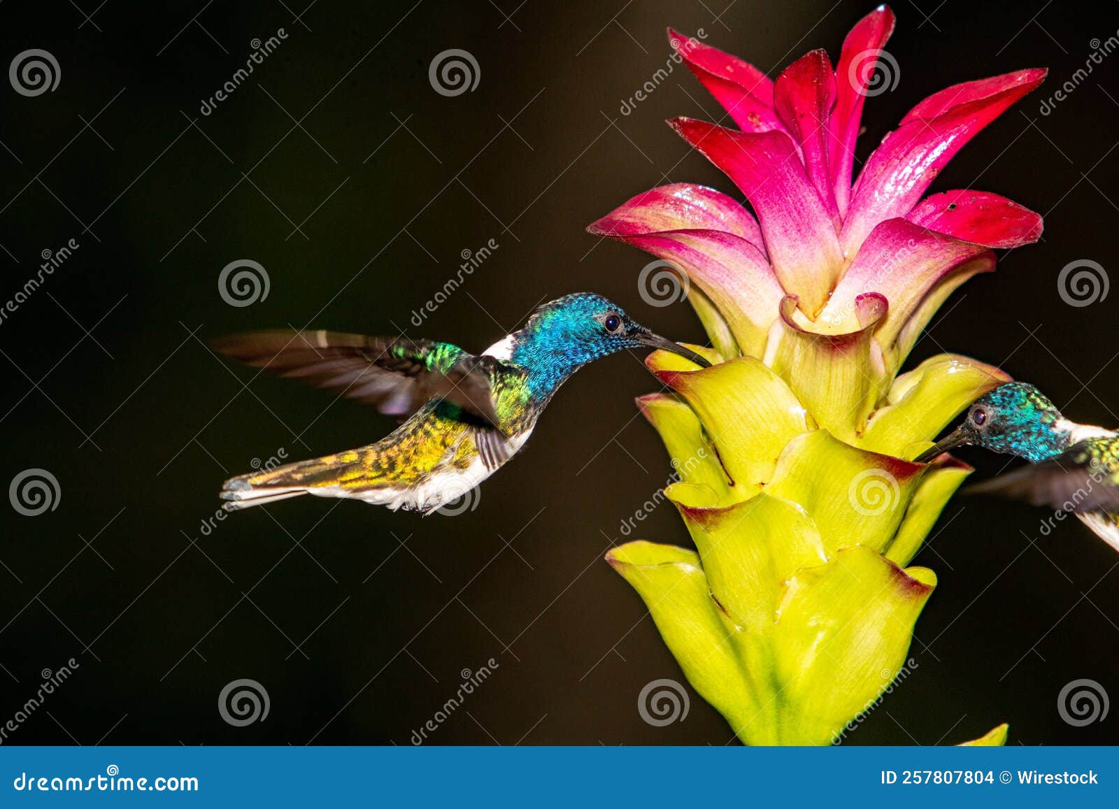 Hummingbird Getting Food from the Flower with Blurred Background Stock ...