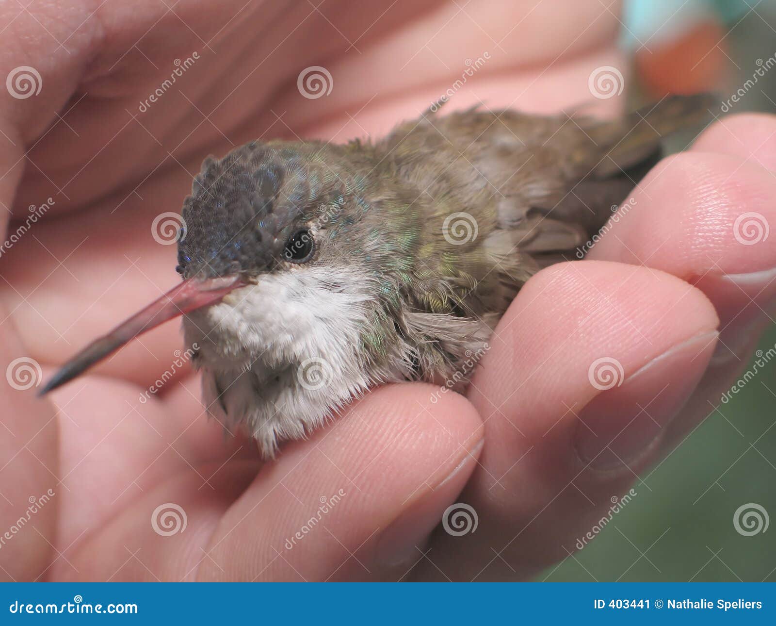 Hummingbird in hand stock image. Image of beak, gripping - 403441