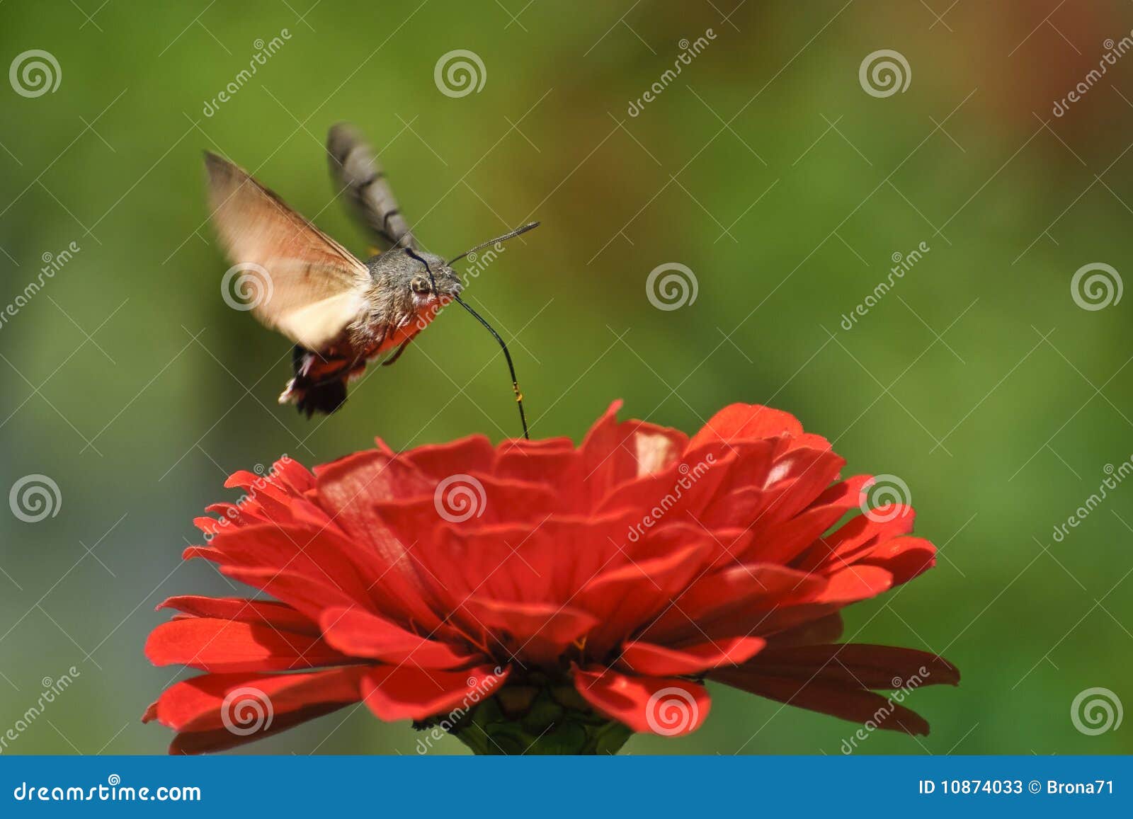 Hummingbird Hawk-moth Flying To A Lantana Flower Stock Photography ...