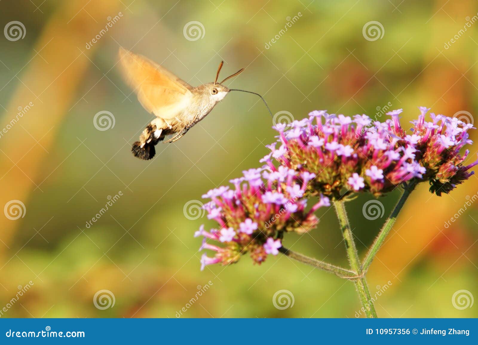 Hummingbird Hawk-moth Flying To A Lantana Flower Stock Photography ...
