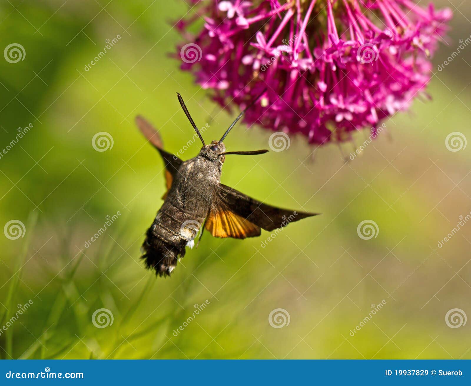 Hummingbird Hawk-moth stock image. Image of wild, hover - 19937829
