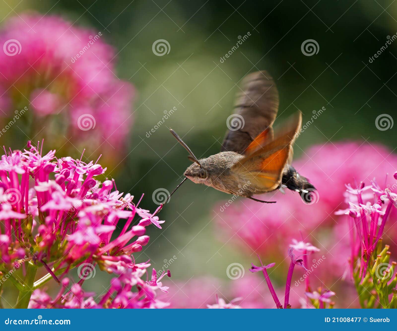 Hummingbird Hawk-moth stock image. Image of flower, valerian - 21008477