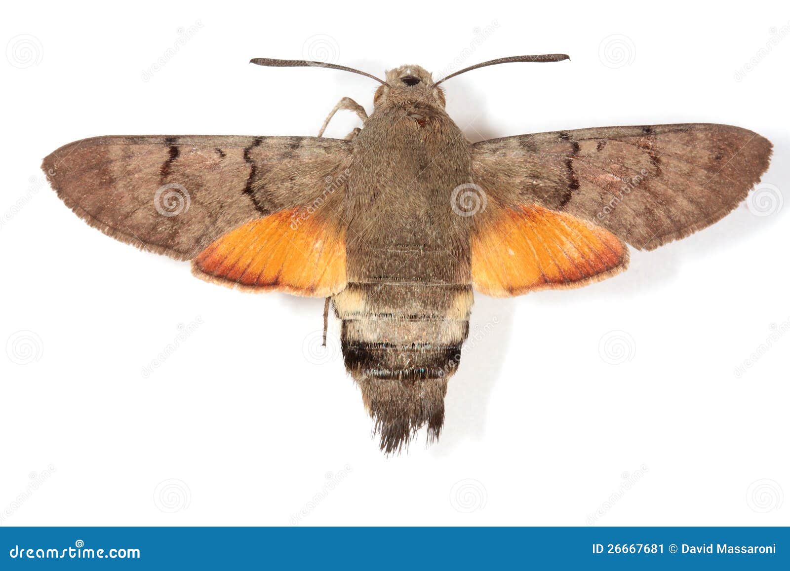 Hummingbird Hawk-moth stock image. Image of colibr, hawkmoth - 26667681
