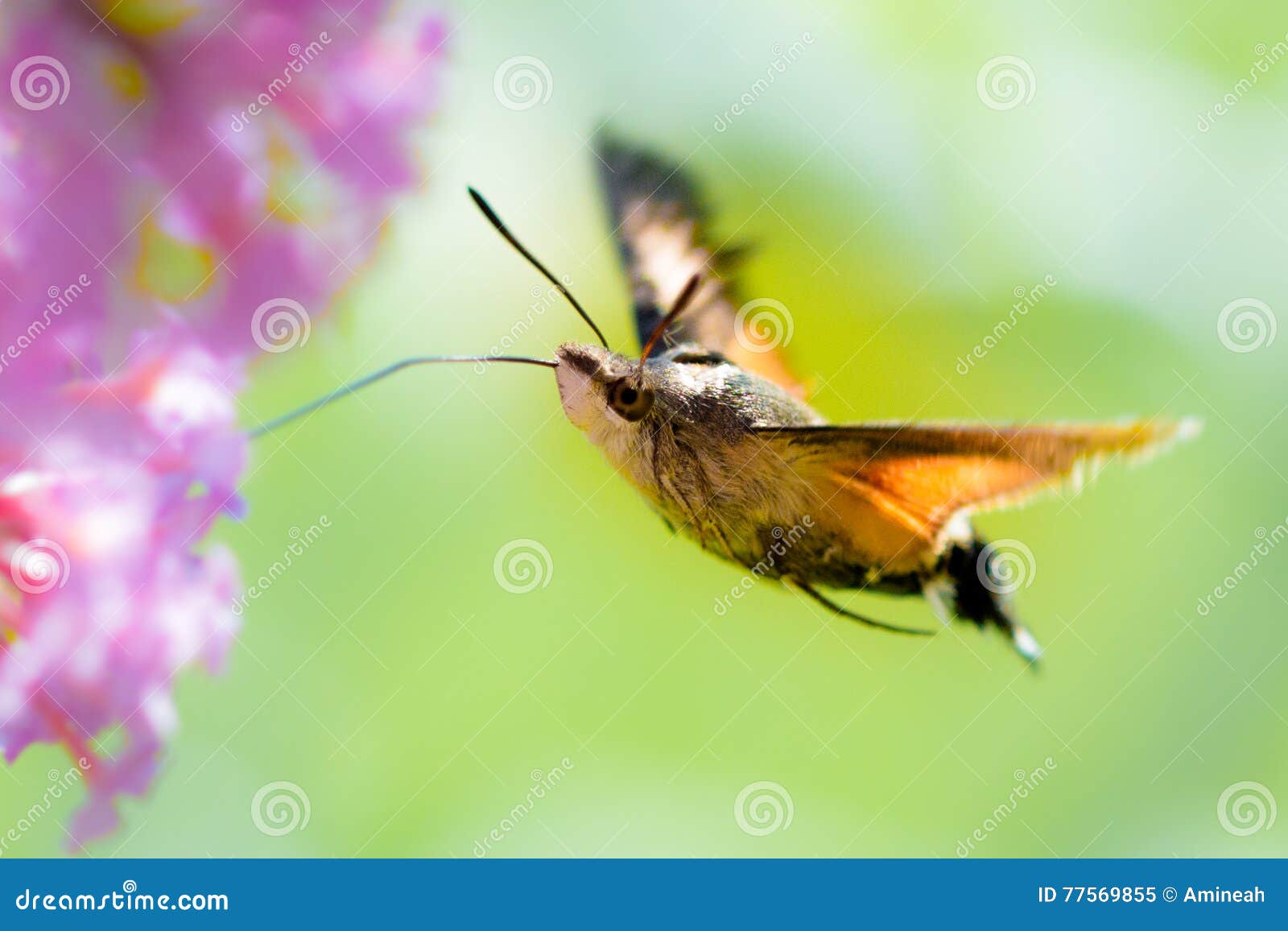 Hummingbird Hawk-moth Butterfly Stock Image - Image of ...