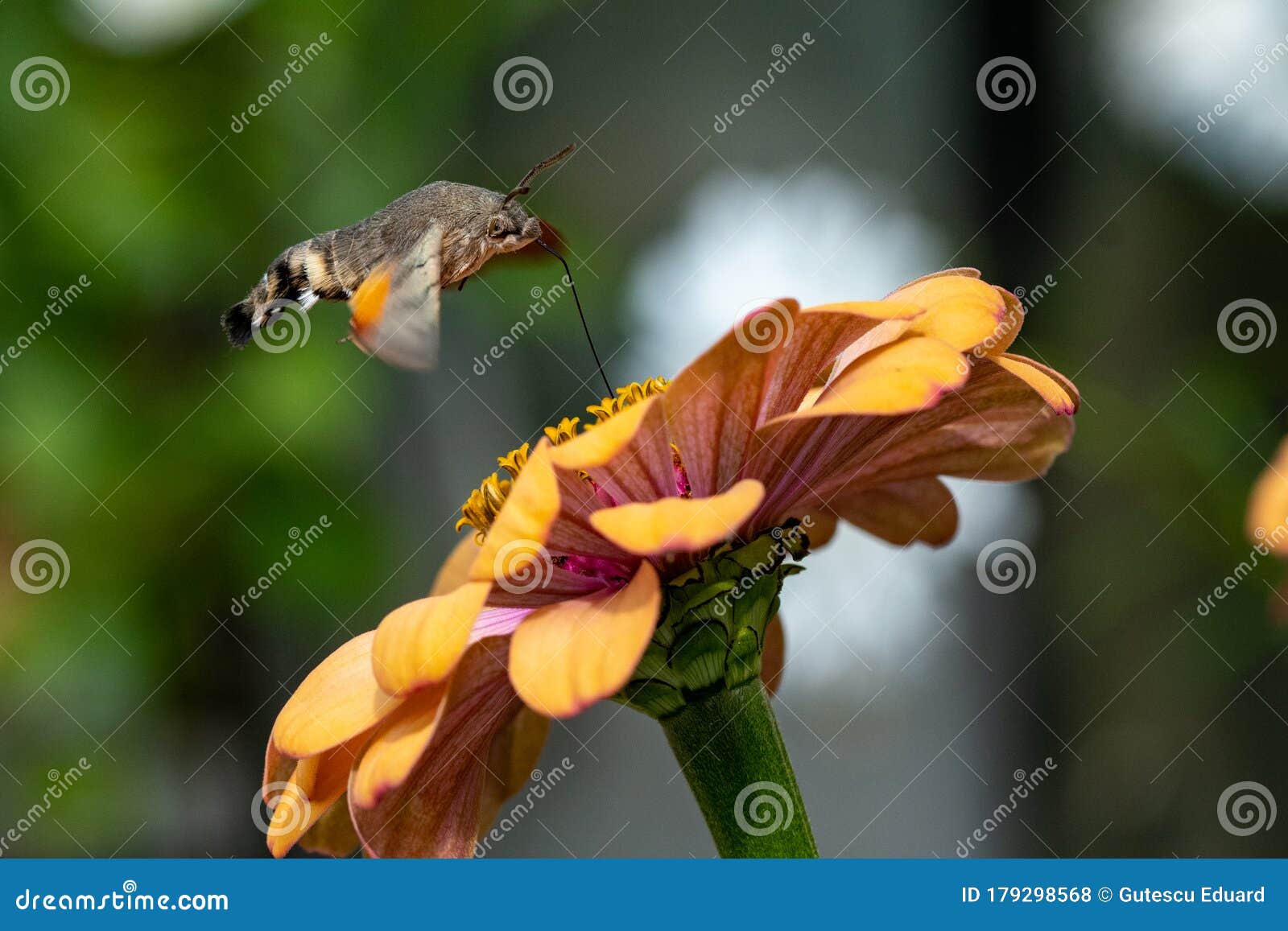 Hummingbird Hawk-moth Closeup in Summer Time Macro Photography Stock ...