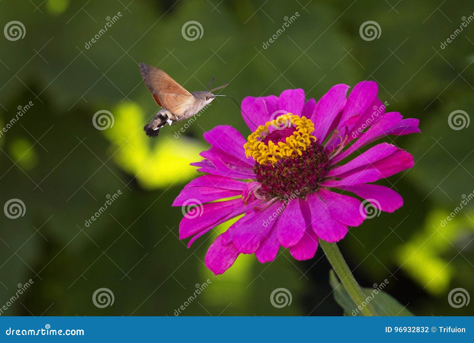 Colibri Moth Feeding While Flying Royalty-Free Stock Image ...