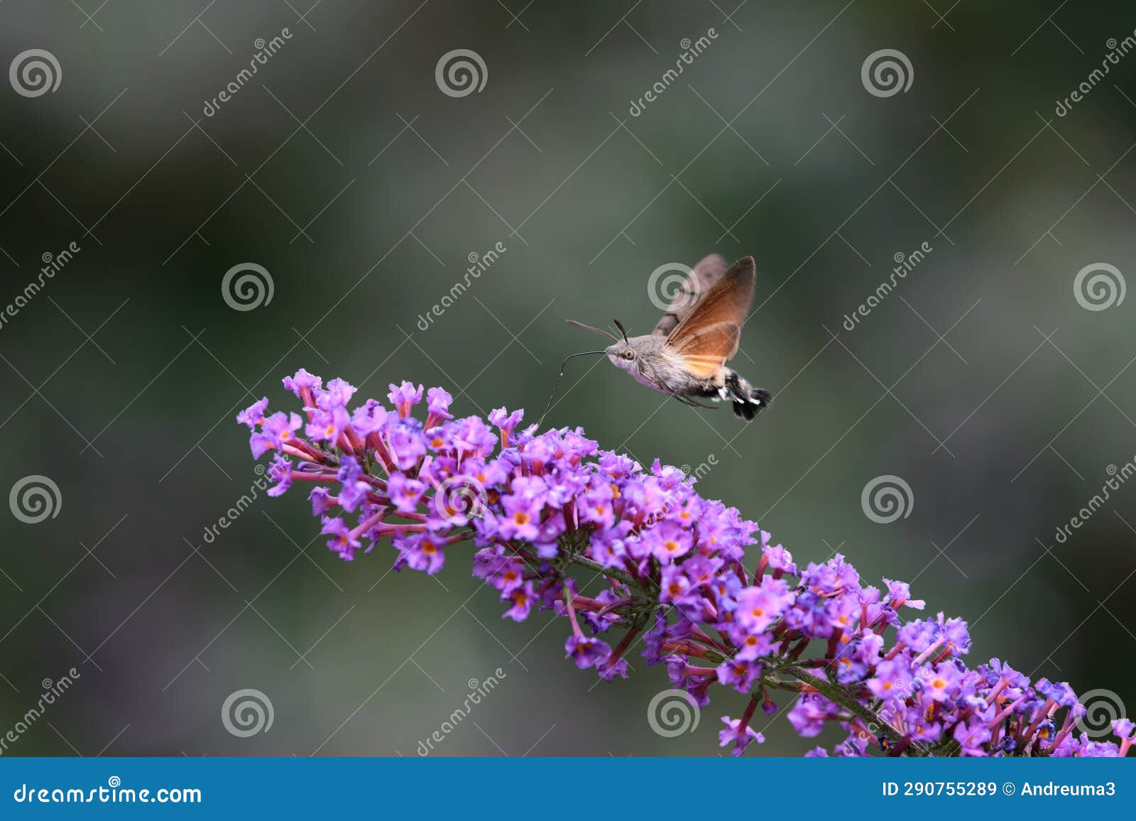 Hovering Hummingbird Hawk-moth Feeding on Purple Flower Stock Image ...