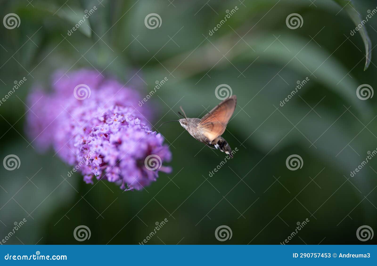 Hovering Hummingbird Hawk-moth Feeding on Purple Flower Stock Image - Image of feeding, hovering ...