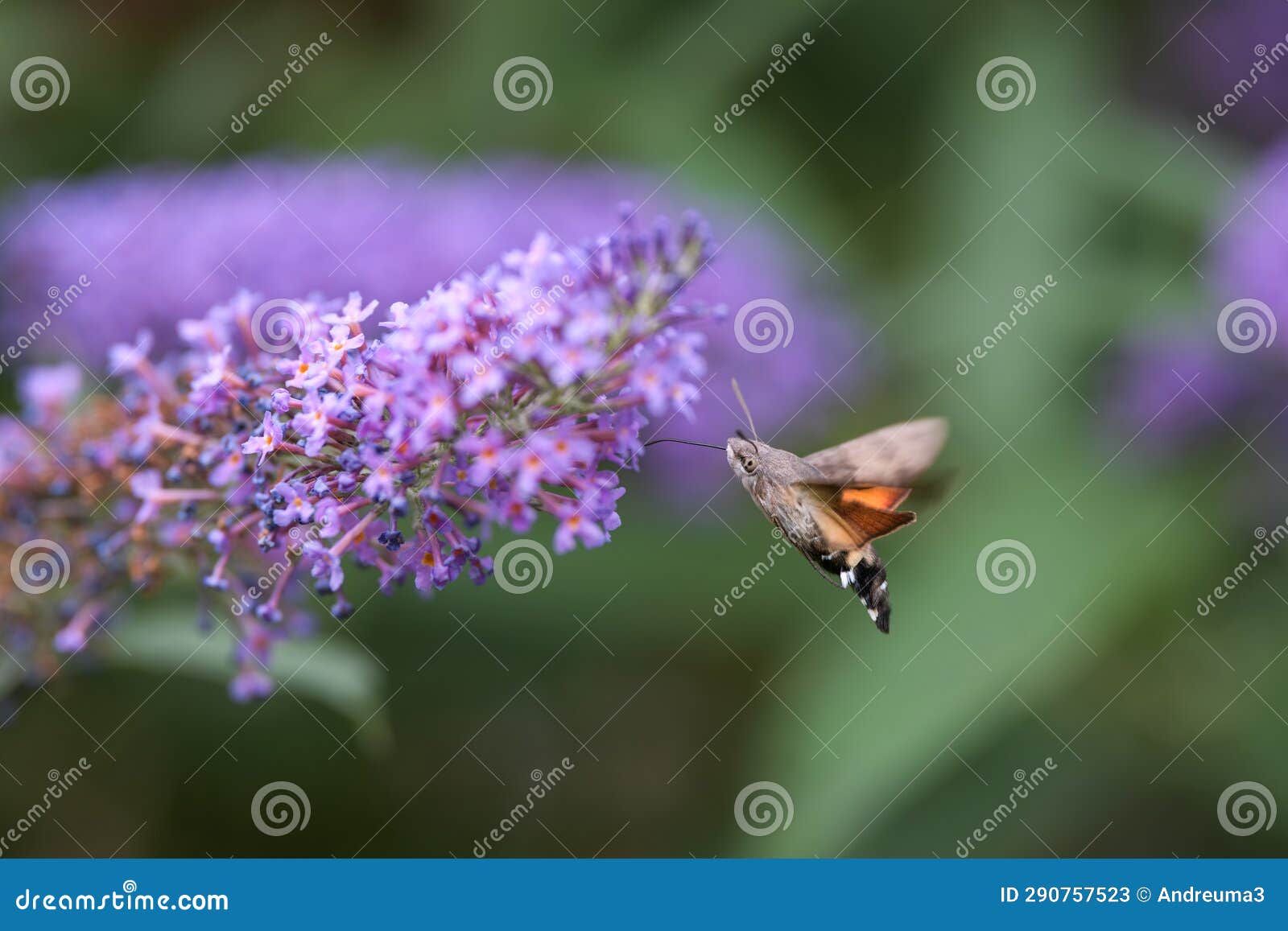 Hovering Hummingbird Hawk-moth Feeding on Purple Flower Stock Image - Image of insect, hawk ...