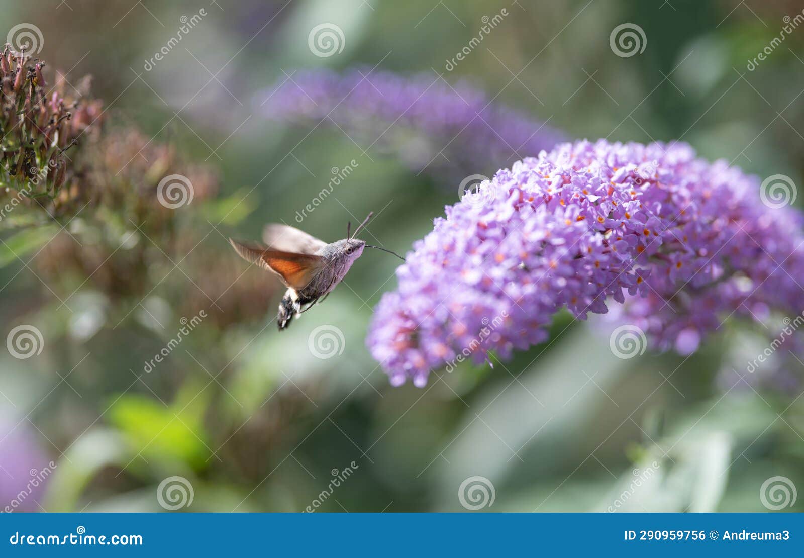 Hovering Hummingbird Hawk-moth Feeding on Purple Flower Stock Photo ...