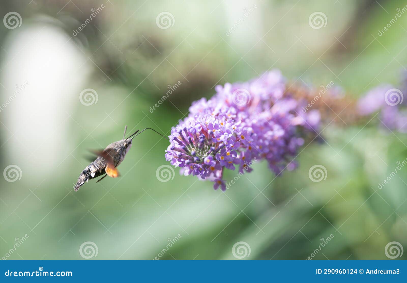 Hovering Hummingbird Hawk-moth Feeding on Purple Flower Stock Photo ...