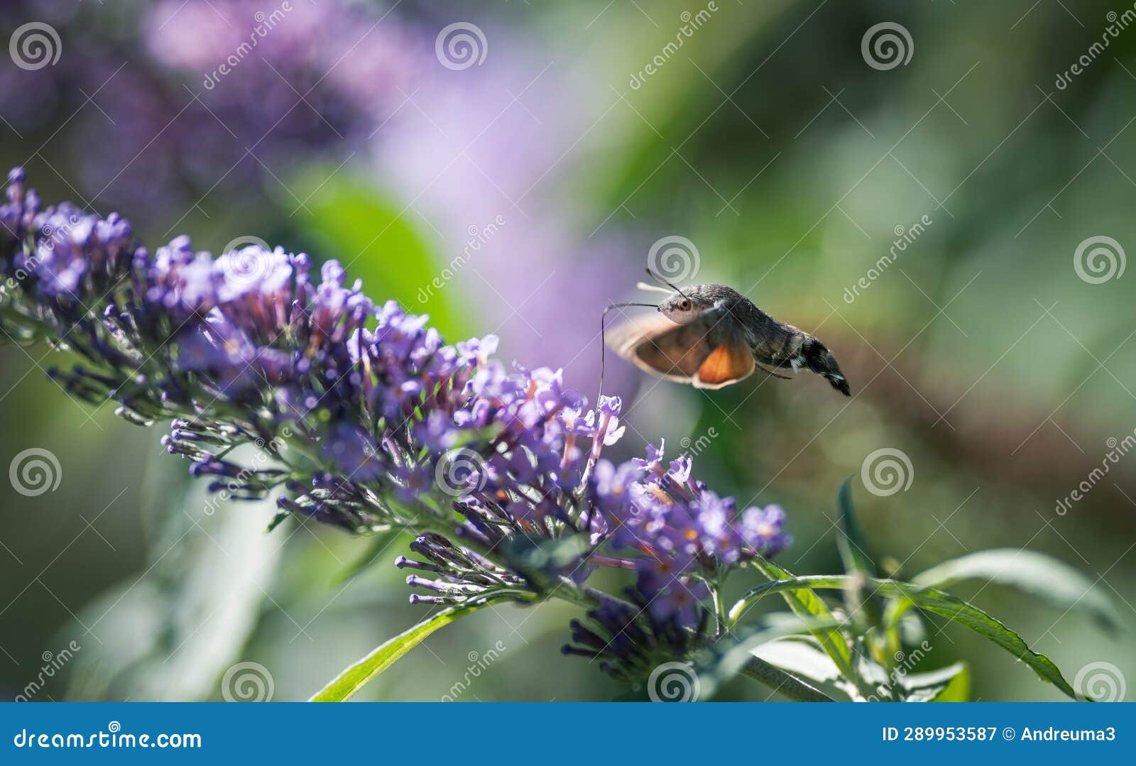 Hovering Hummingbird Hawk-moth Feeding on Purple Flower Stock Image ...