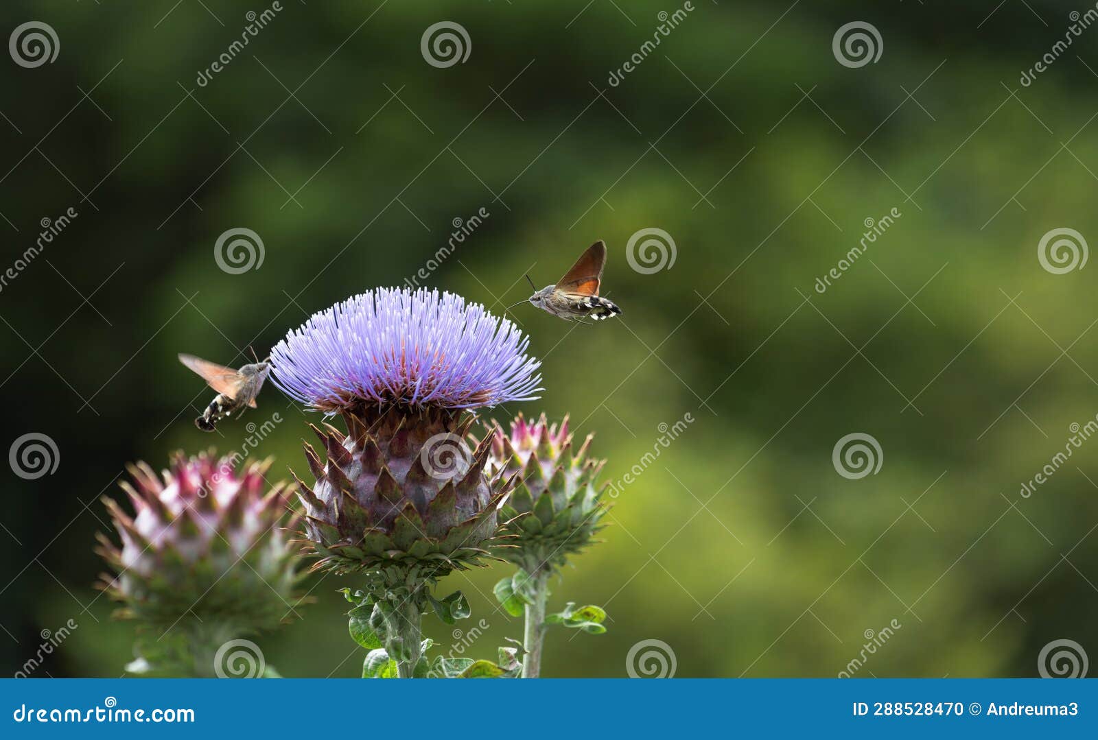 Hummingbird Hawk-moth Feeding Purple Flower Stock Photo - Image of ...