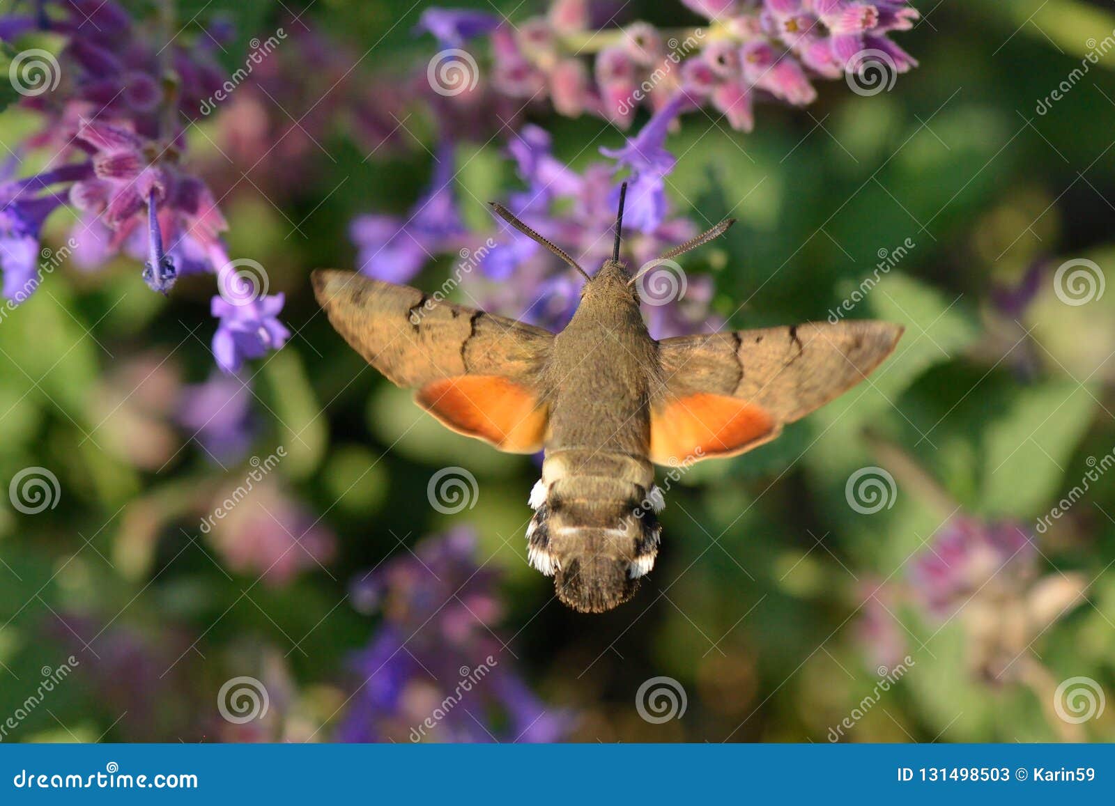 Hummingbird hawk-moth stock image. Image of blue, nectar - 131498503