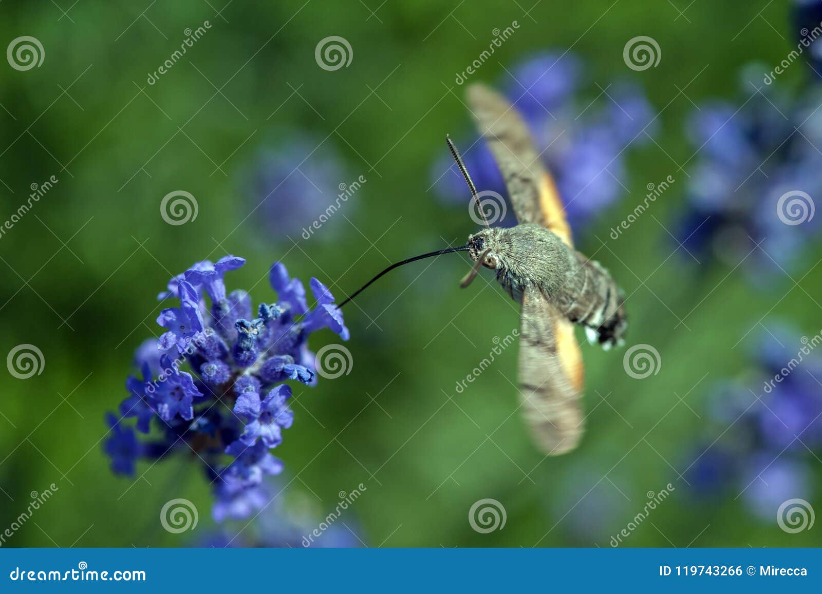 A Hummingbird Hawk-moth in Flight, Sucking Nectar from a Violet ...